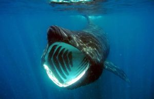 How to watch Basking Sharks | Ireland's Wildlife