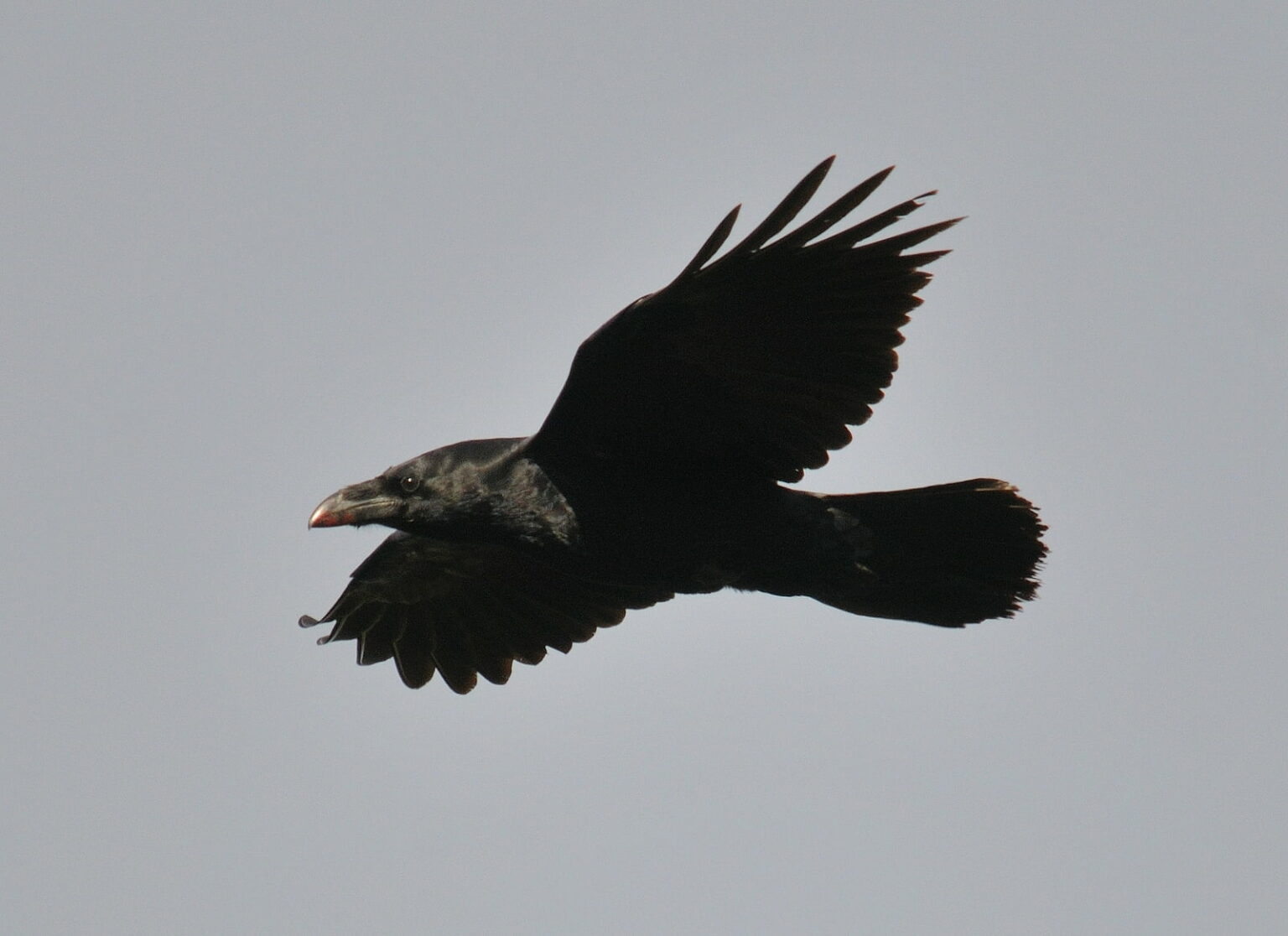 Raven (Corvus corax) | Ireland's Wildlife