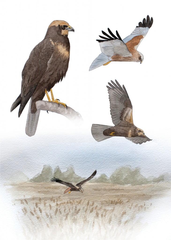 Rare Marsh Harrier breeds successfully in Ireland again | Ireland's ...