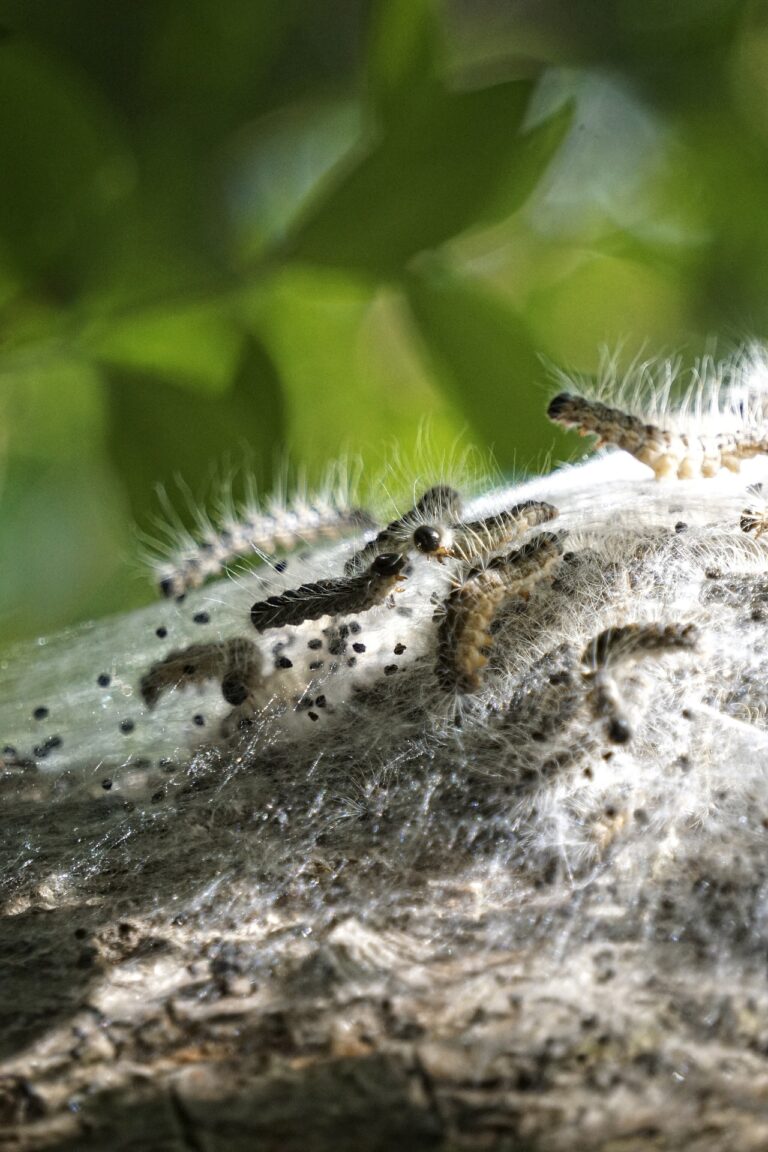 Oak Processionary Moth confirmed in Ireland | Ireland's Wildlife